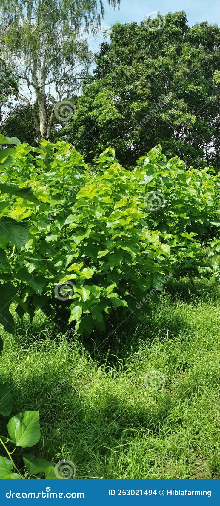 Moriculture Stock Photos - Free & Royalty-Free Stock Photos from Dreamstime