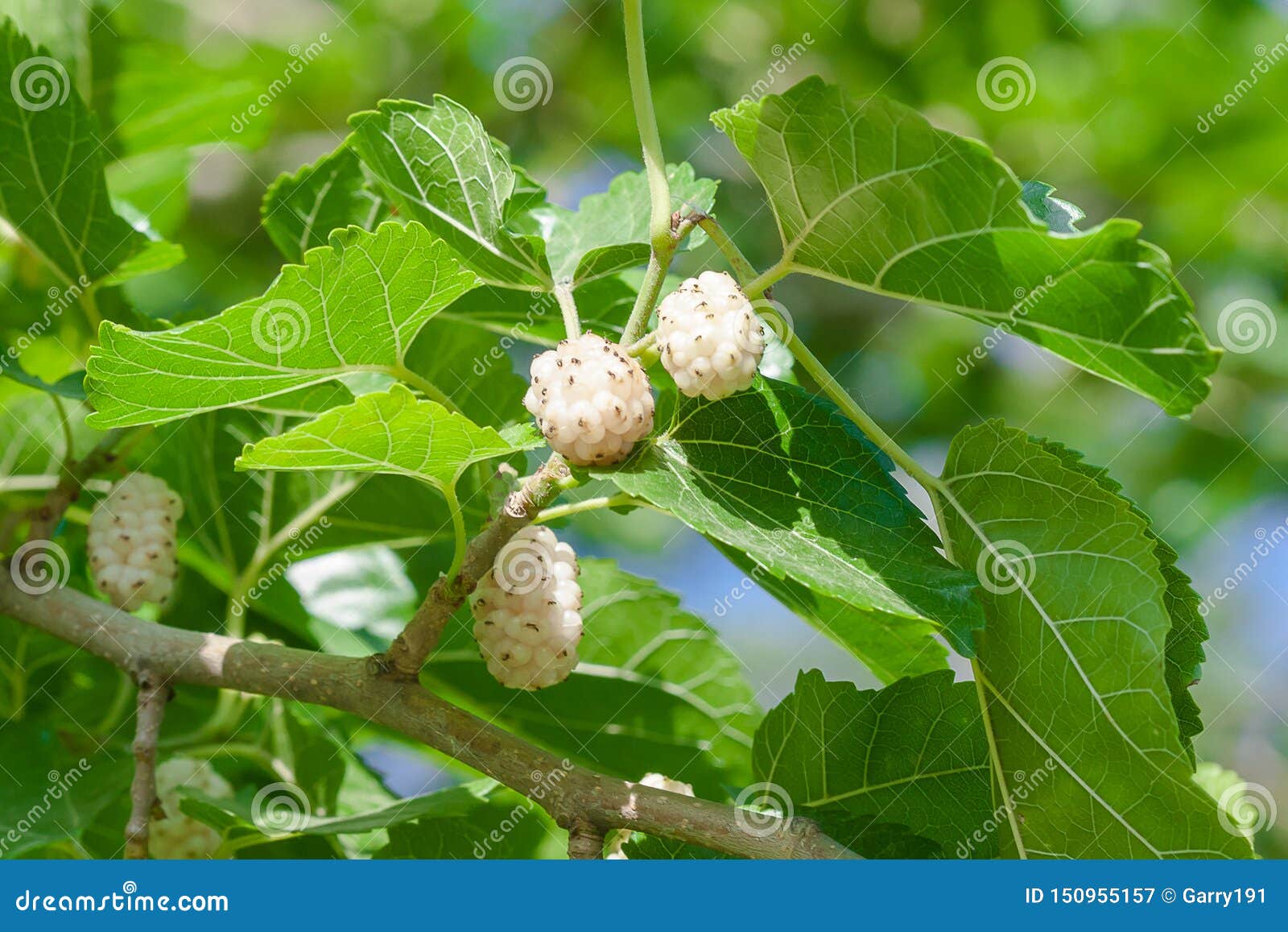 Mulberry Morus Alba are on Tree Stock Image - Image of nature, buds ...