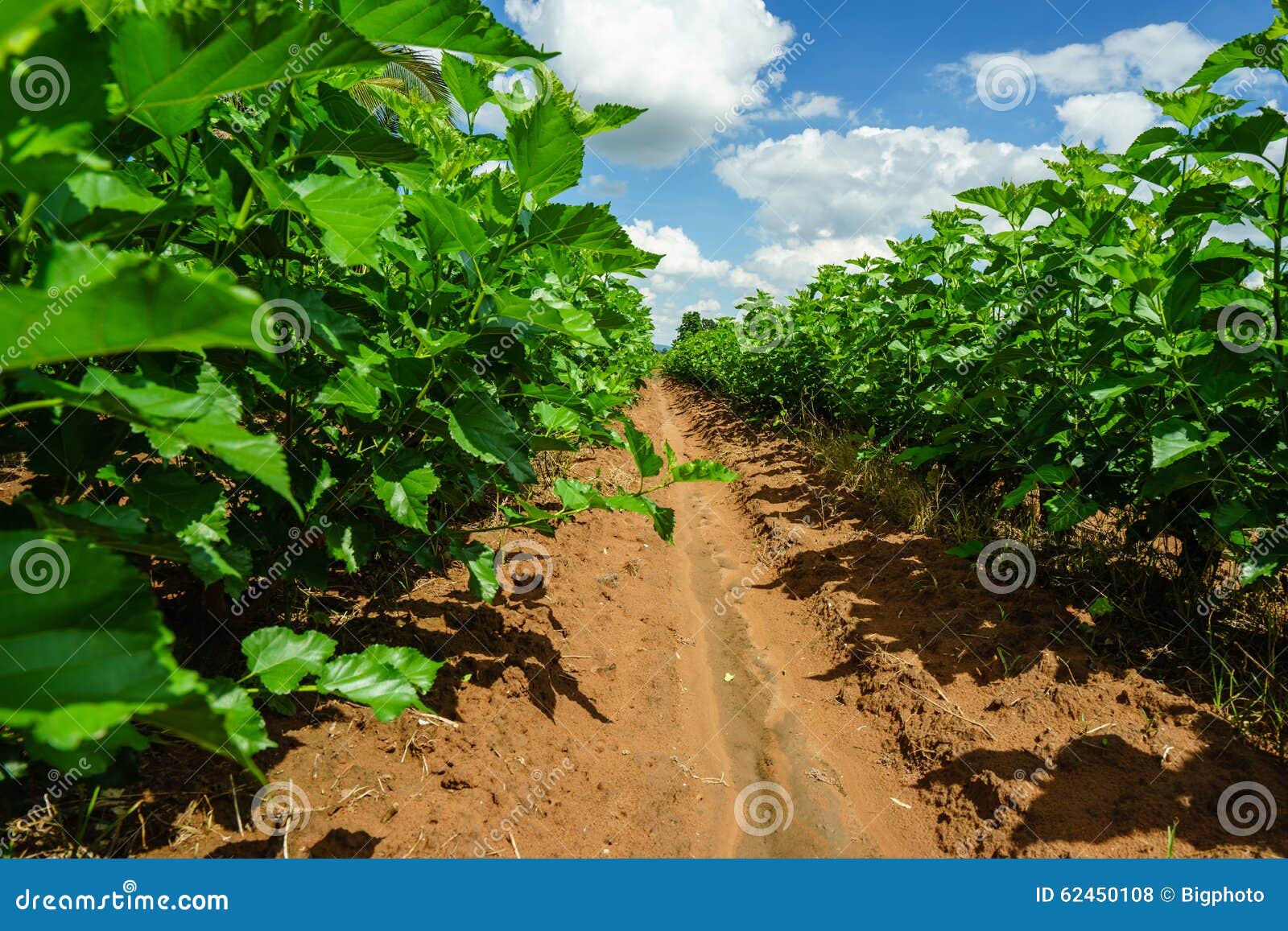 Mulberry plantation stock photo. Image of plantation - 62450108