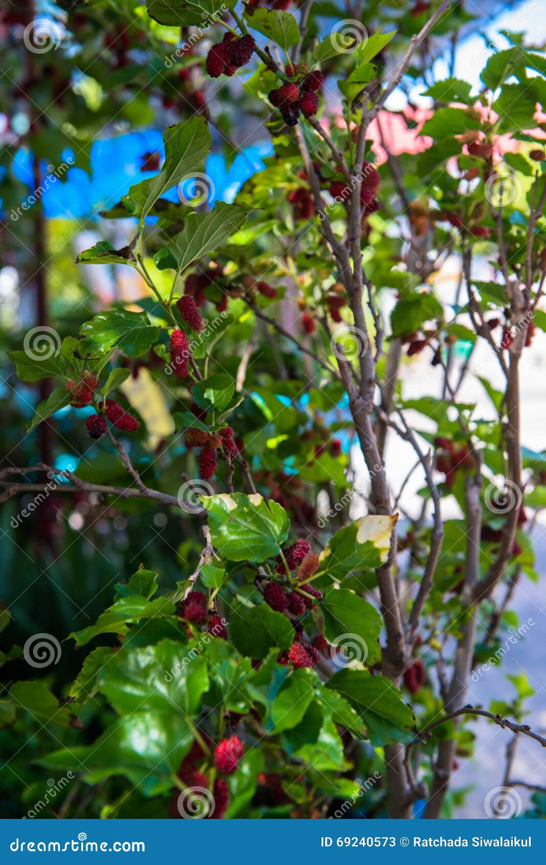 Mulberry stock image. Image of colorful, mulberries, plump - 69240573