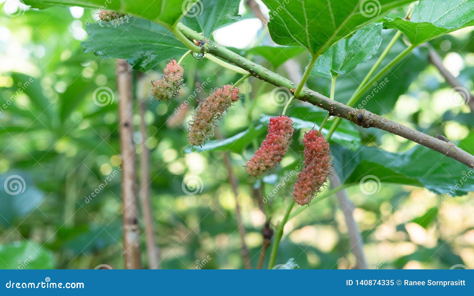 Mulberry is Raw Hang on the Green Branch Stock Image - Image of leaf ...