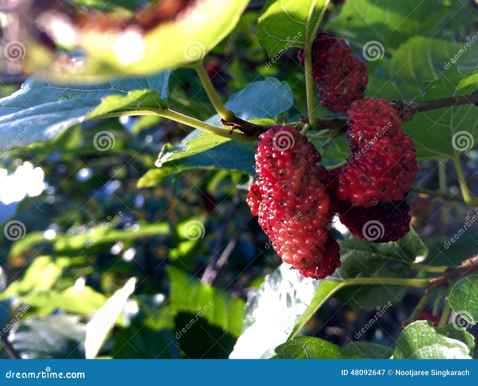 Mulberry red rip. stock image. Image of mulberry, redfruit - 48092647
