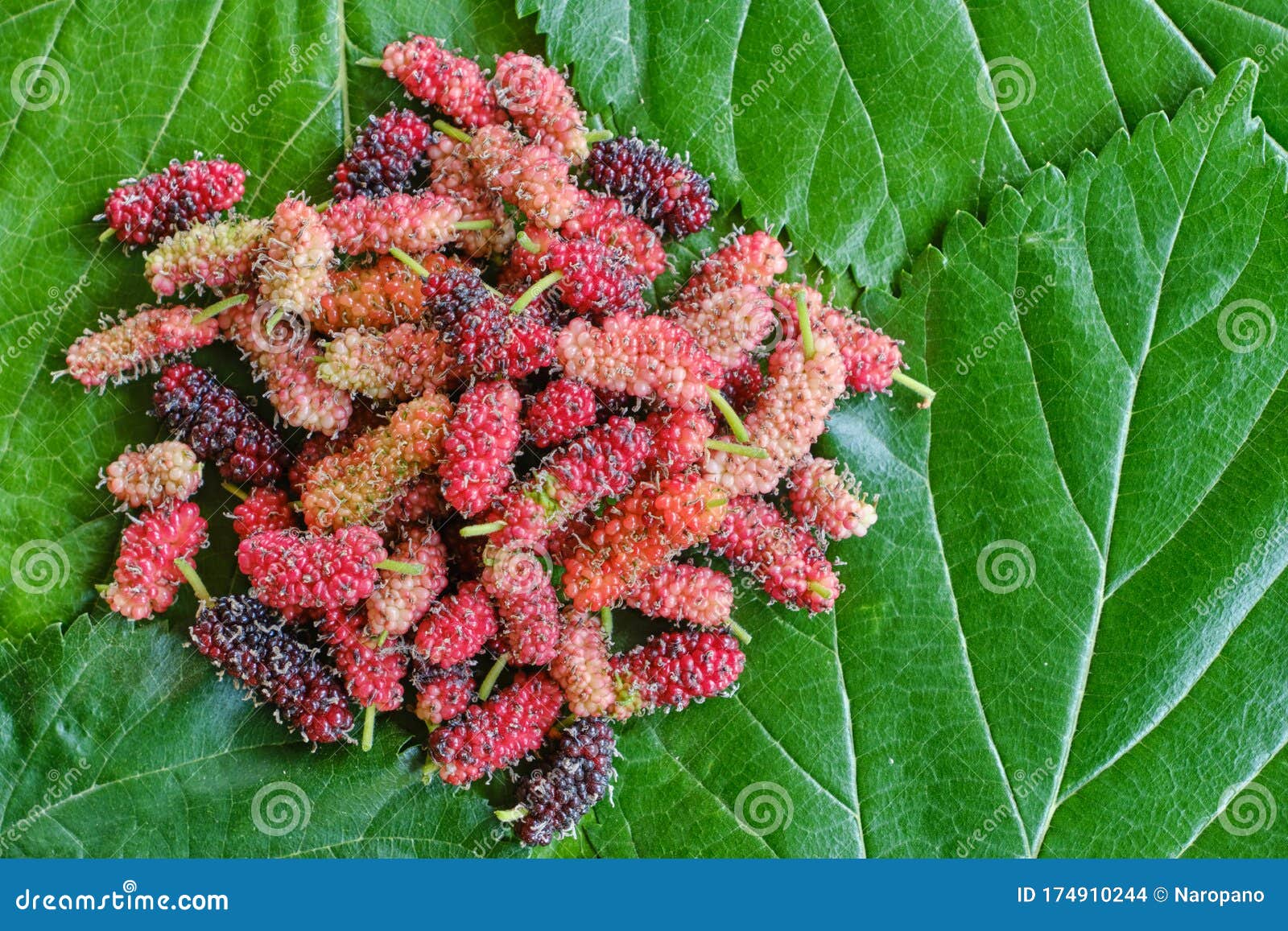 Mulberry Ripe on Leaves Mulberries Stock Photo - Image of nature ...