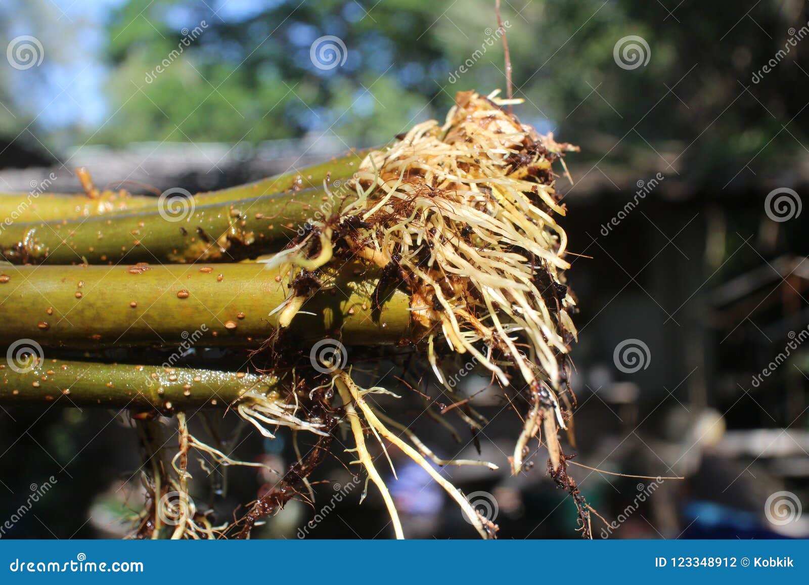 A Method To Get Root from Mulberry Branches. Stock Photo - Image of ...