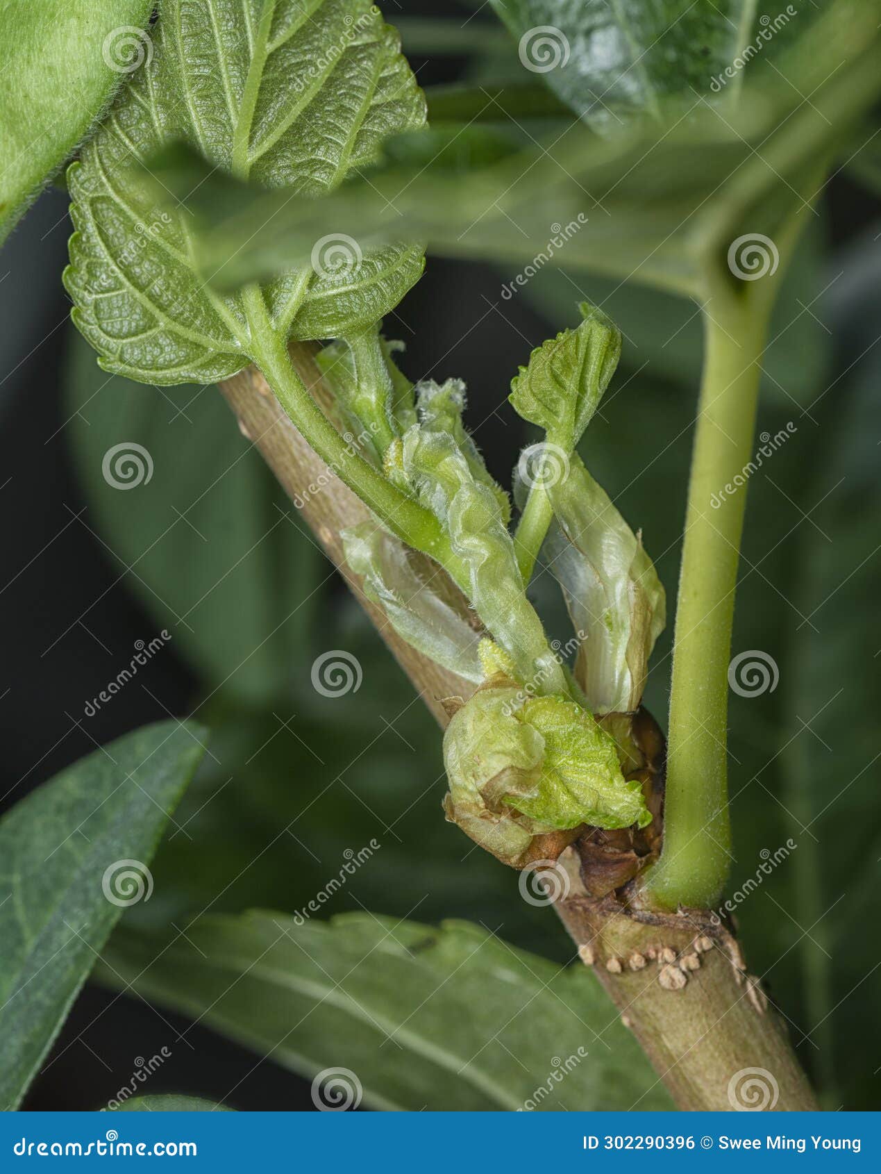 Mulberry Shoot Sprouting from the Stem. Stock Photo - Image of closeup ...