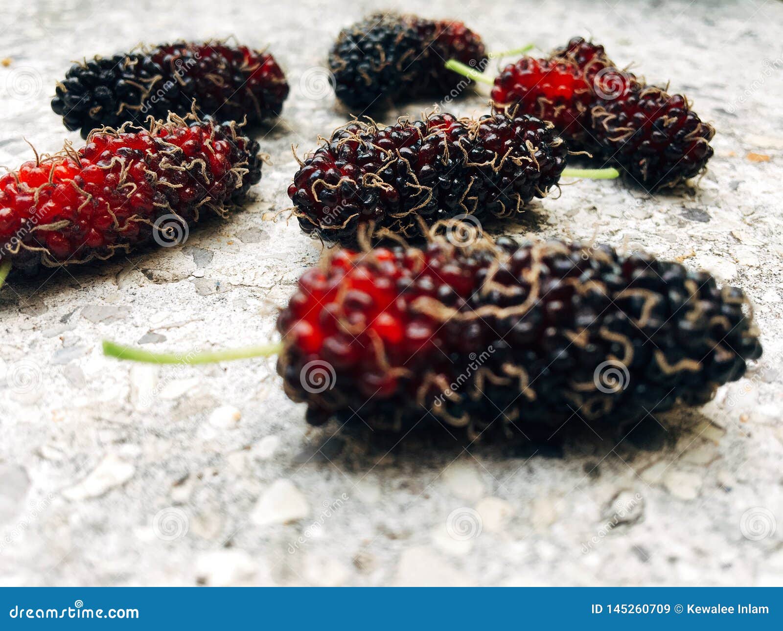 Mulberry stock image. Image of sweet, green, mulberry - 145260709