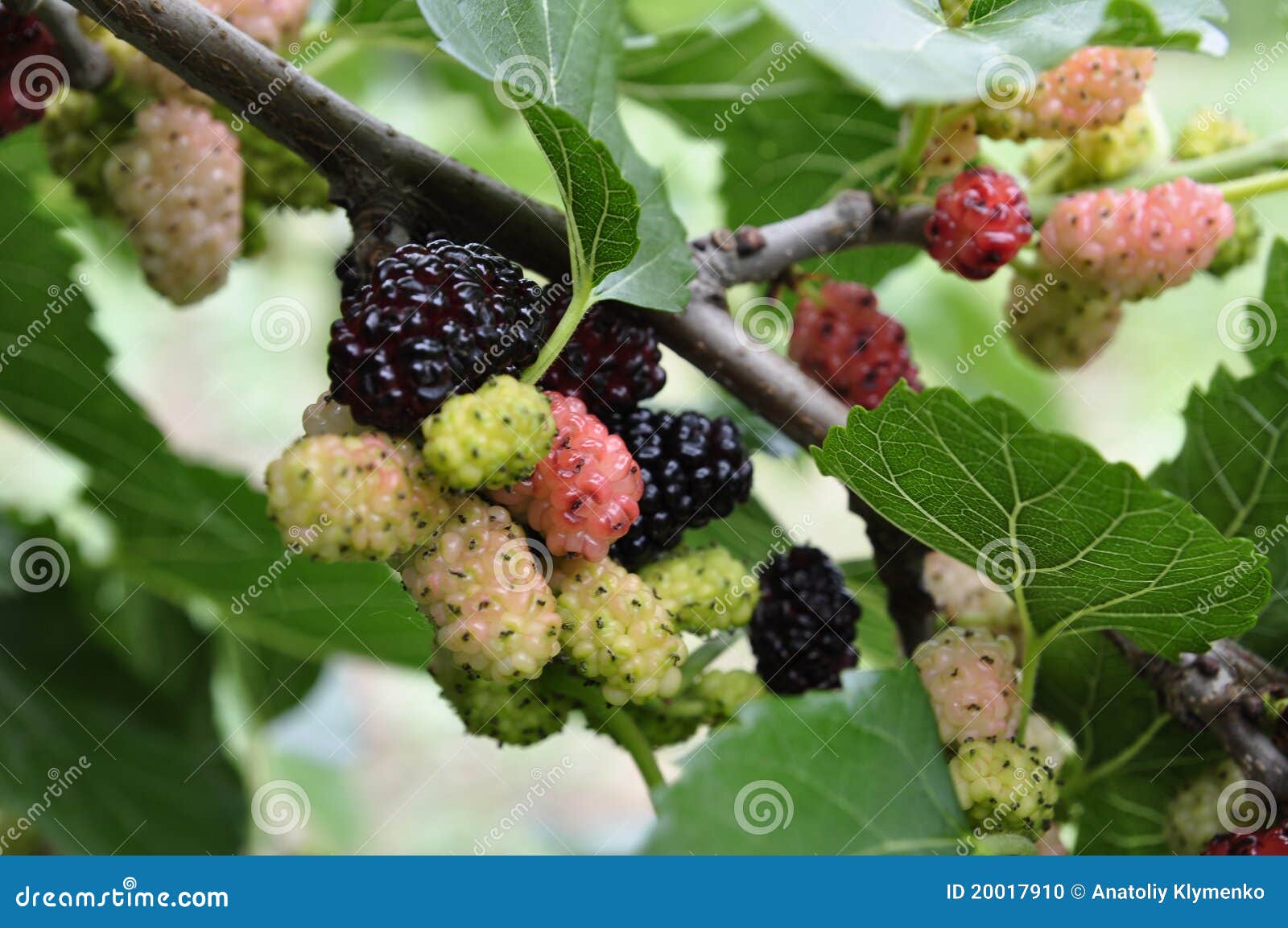 Mulberry tree stock photo. Image of nature, mulberry - 20017910