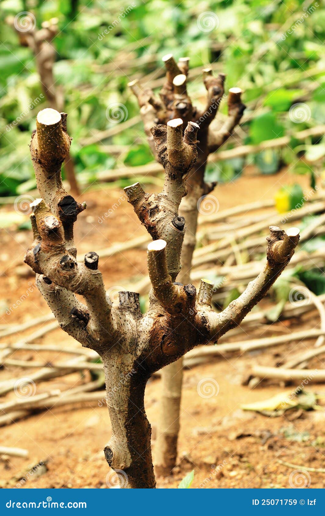 Mulberry tree stock image. Image of organic, foliage - 25071759
