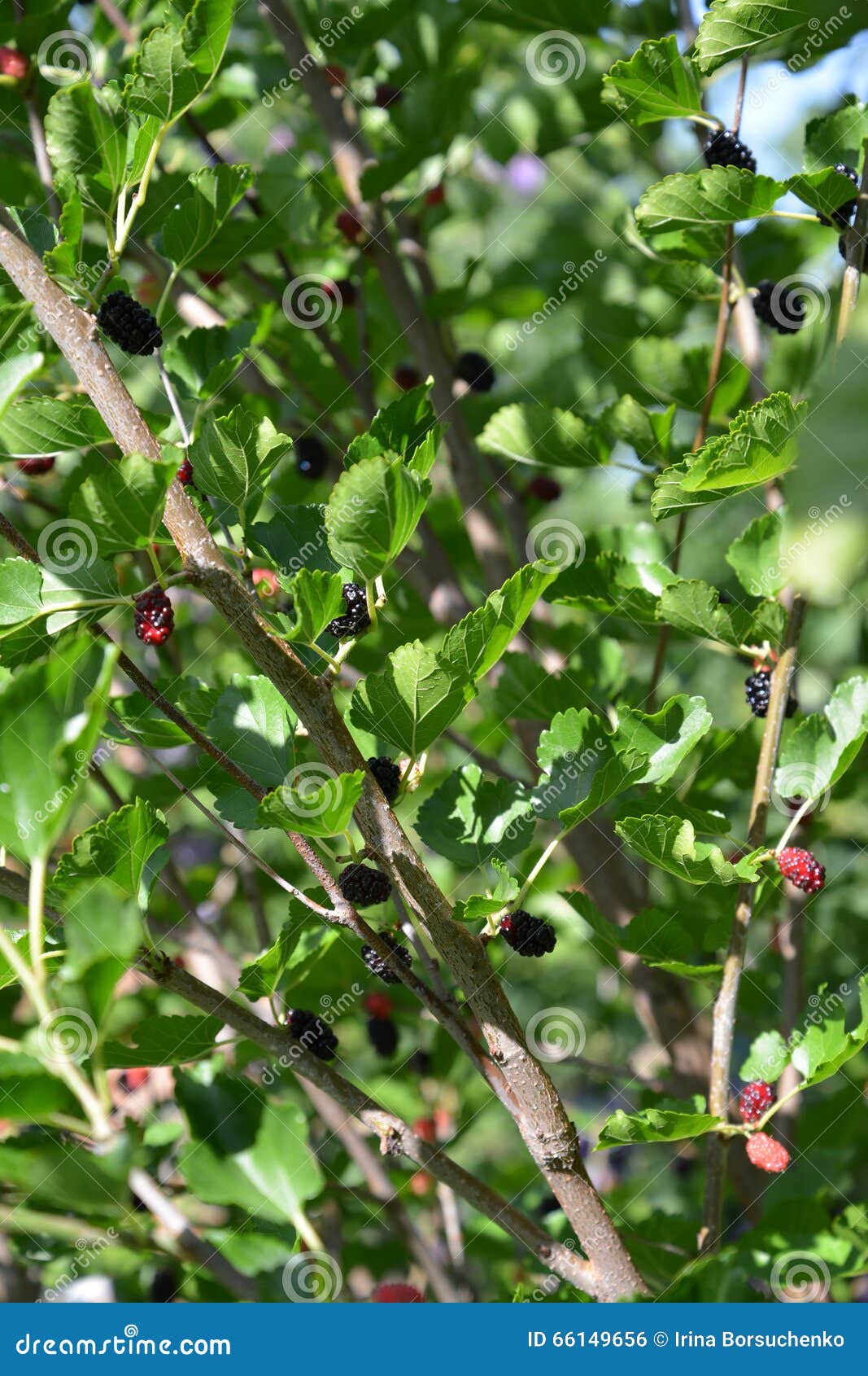 Mulberry Tree with Berries in the Garden Stock Photo - Image of nigra ...