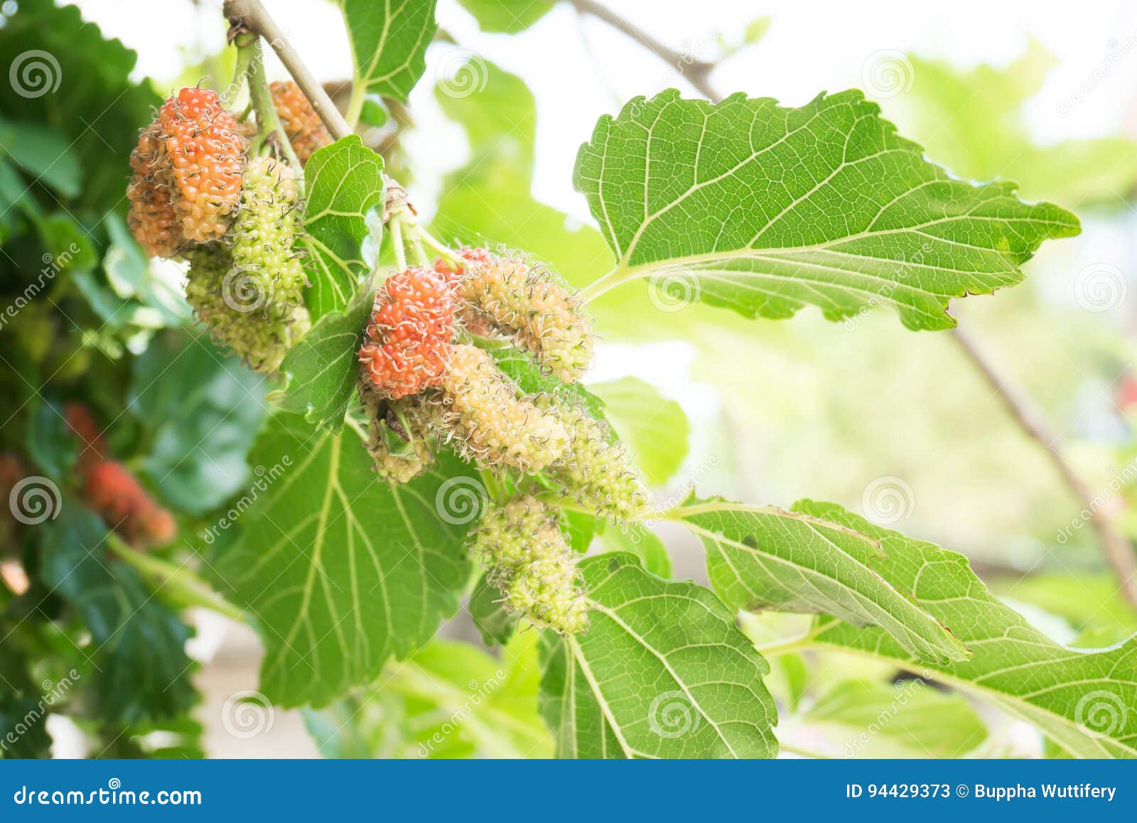 Mulberry on tree branch stock image. Image of mulberry - 94429373