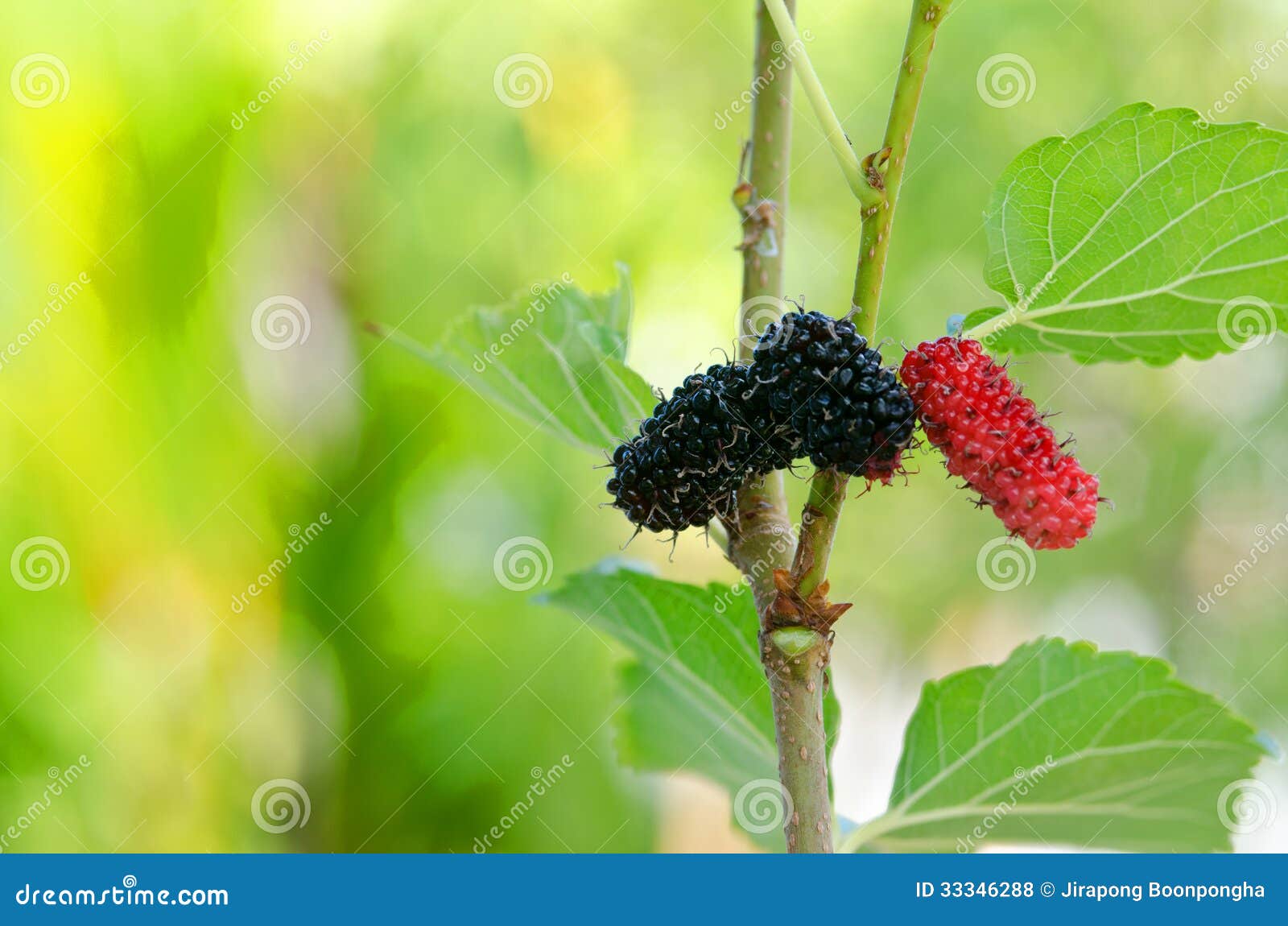 Mulberry tree stock photo. Image of natural, beauty, fruit - 33346288