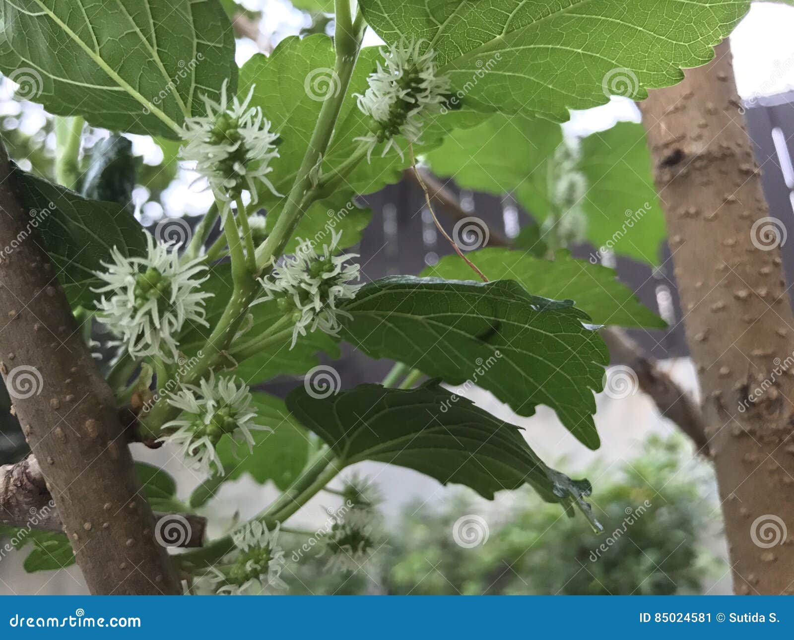 Mulberry tree stock image. Image of agriculture, wallpaper - 85024581