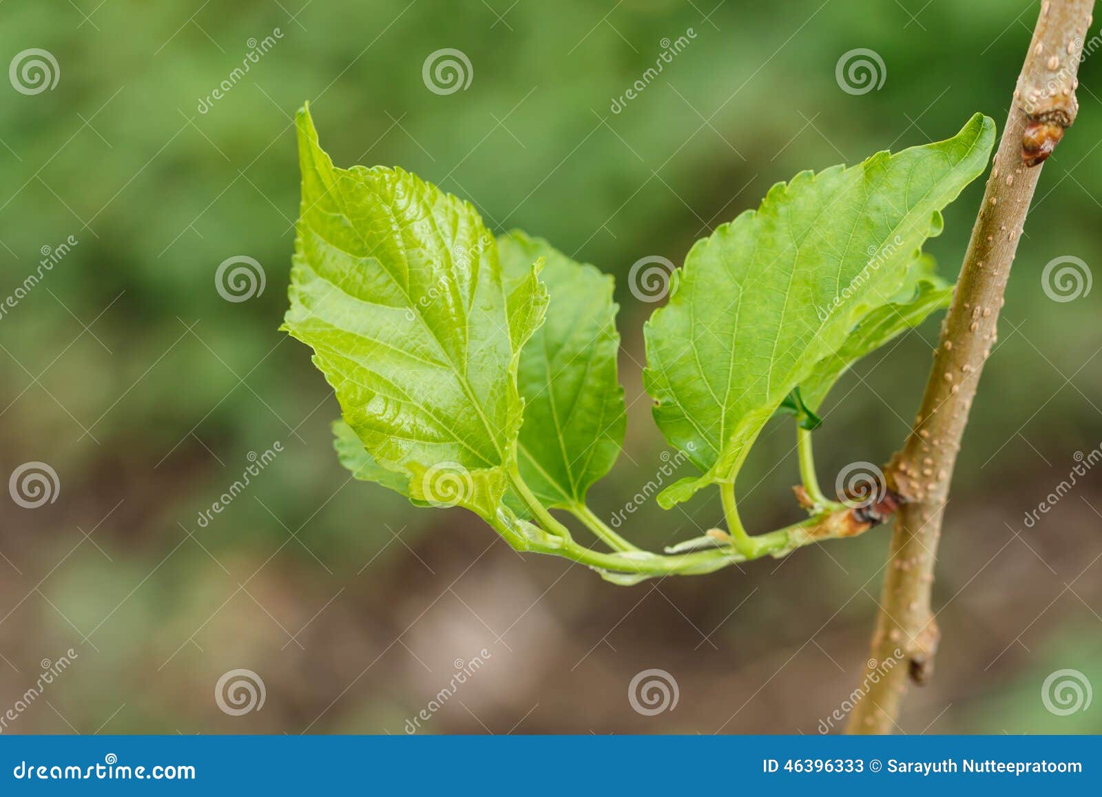Leaves Sprouting From A Tree Stock Photo | CartoonDealer.com #88792350