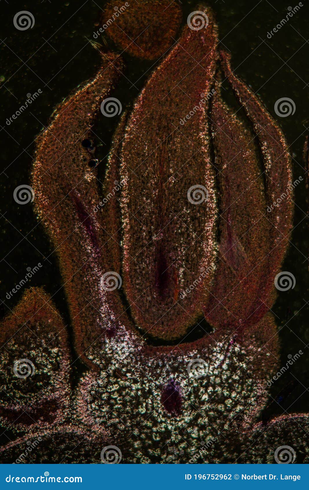 Mulberry tree root stock photo. Image of propagation - 196752962