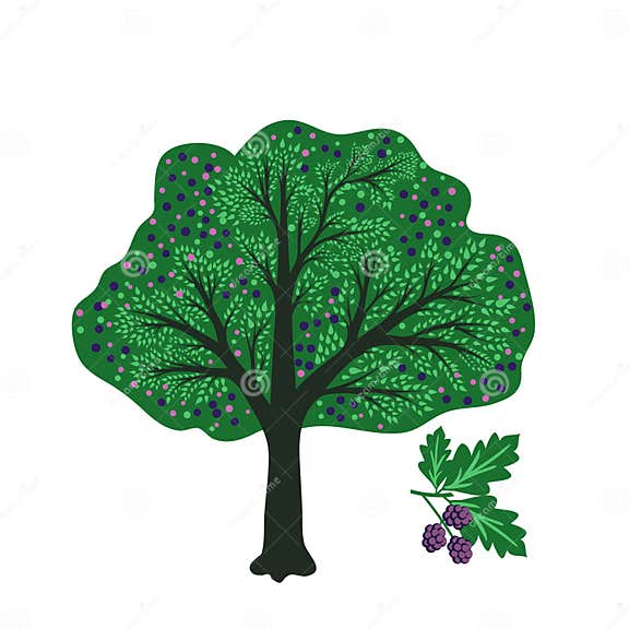 Mulberry tree vector stock vector. Illustration of healthy - 176390049