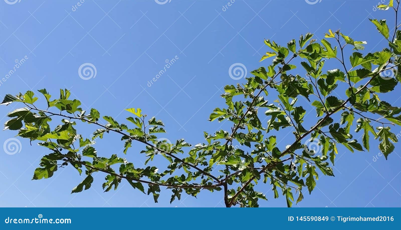 Mulberry tree in the wild stock image. Image of green - 145590849
