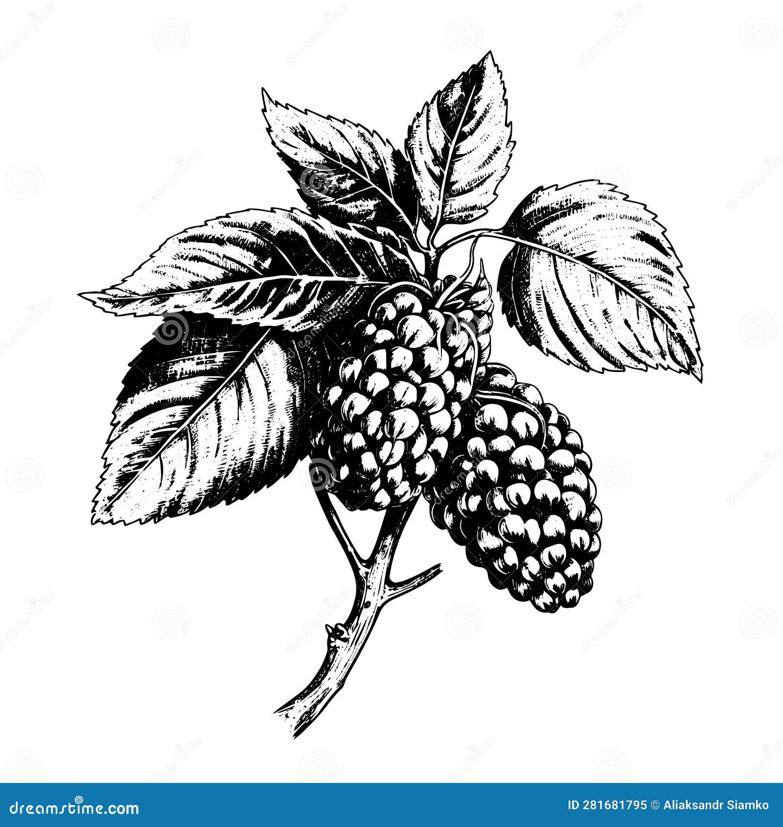 Mulberry Vector Drawing. Isolated Hand Drawn, Engraved Style ...