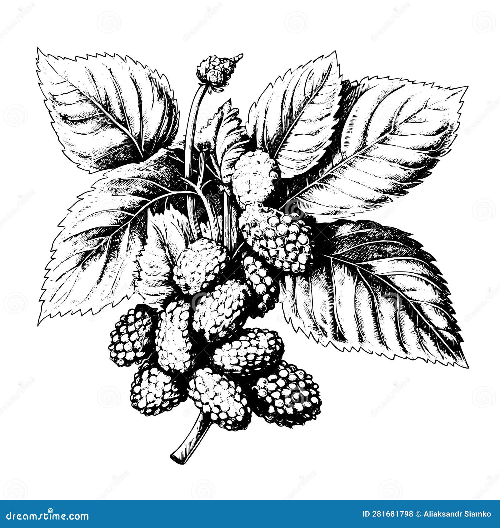 Mulberry Vector Drawing. Isolated Hand Drawn, Engraved Style ...