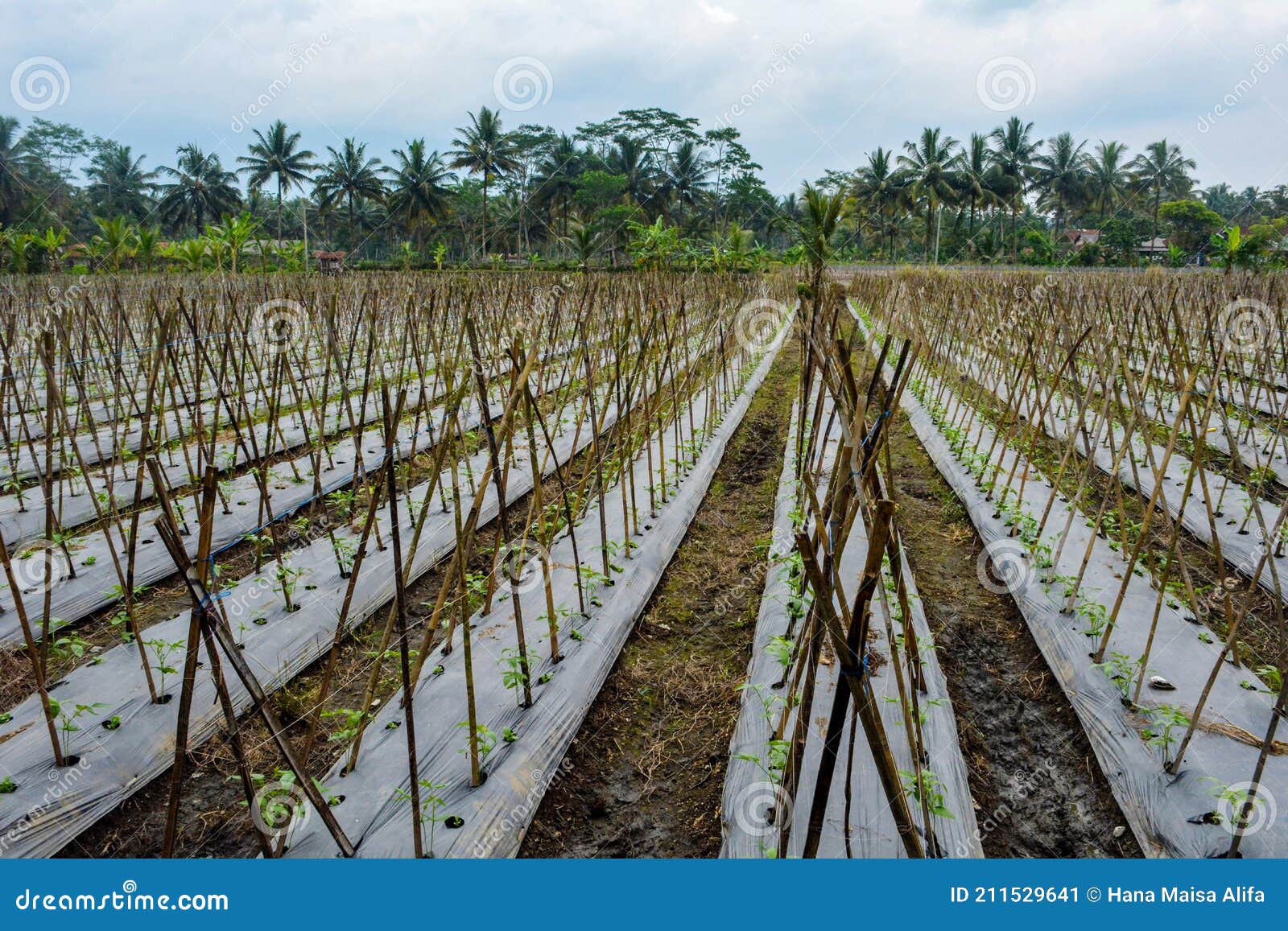 Mulch Pattern Agricultural at Countryside of Tasikmalaya Stock Image ...