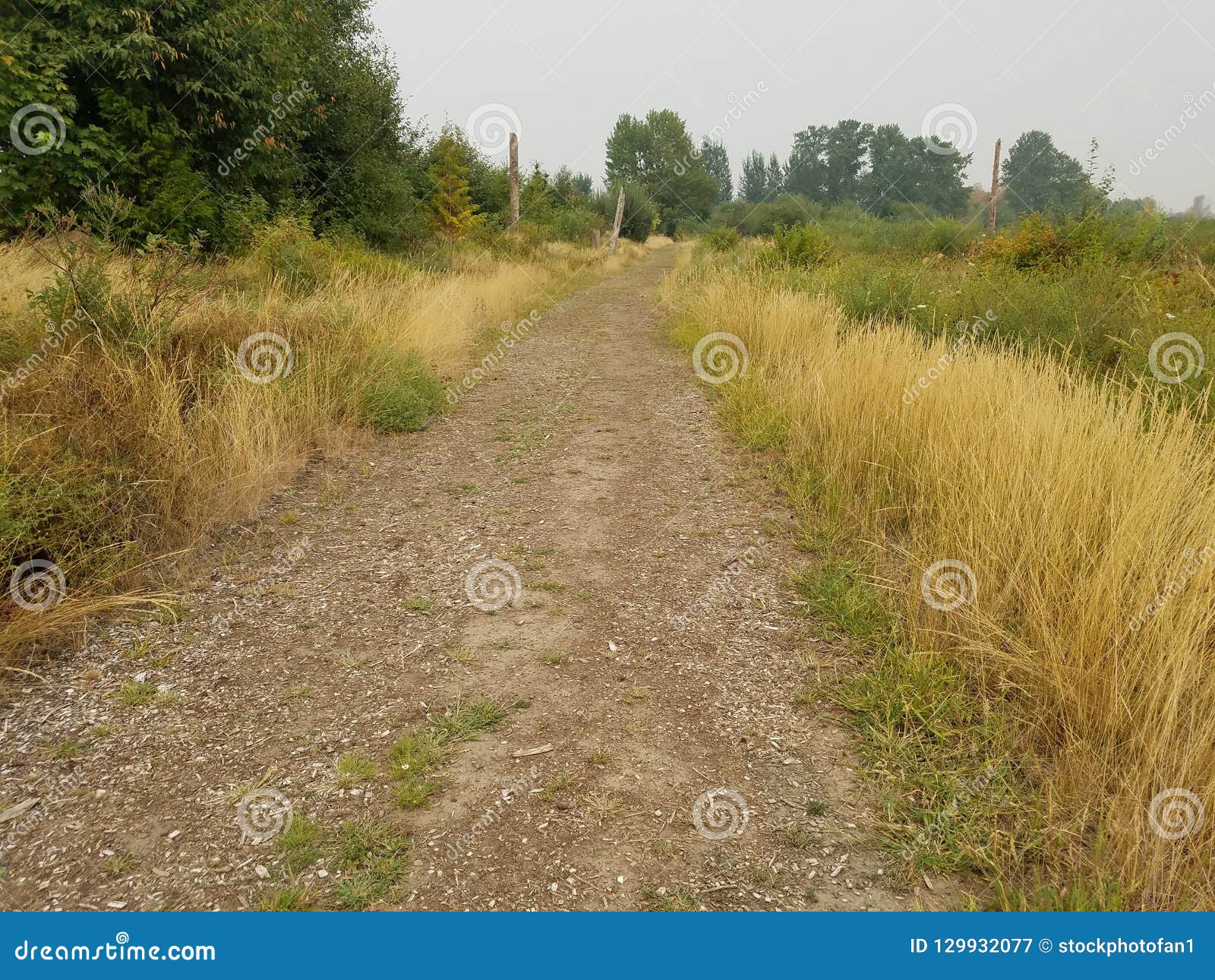 Trail or Path with Trees and Plants and Grasses Stock Image - Image of ...