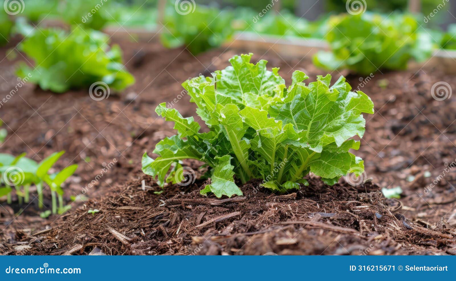Mulching Techniques for Weed Control Stock Illustration - Illustration ...