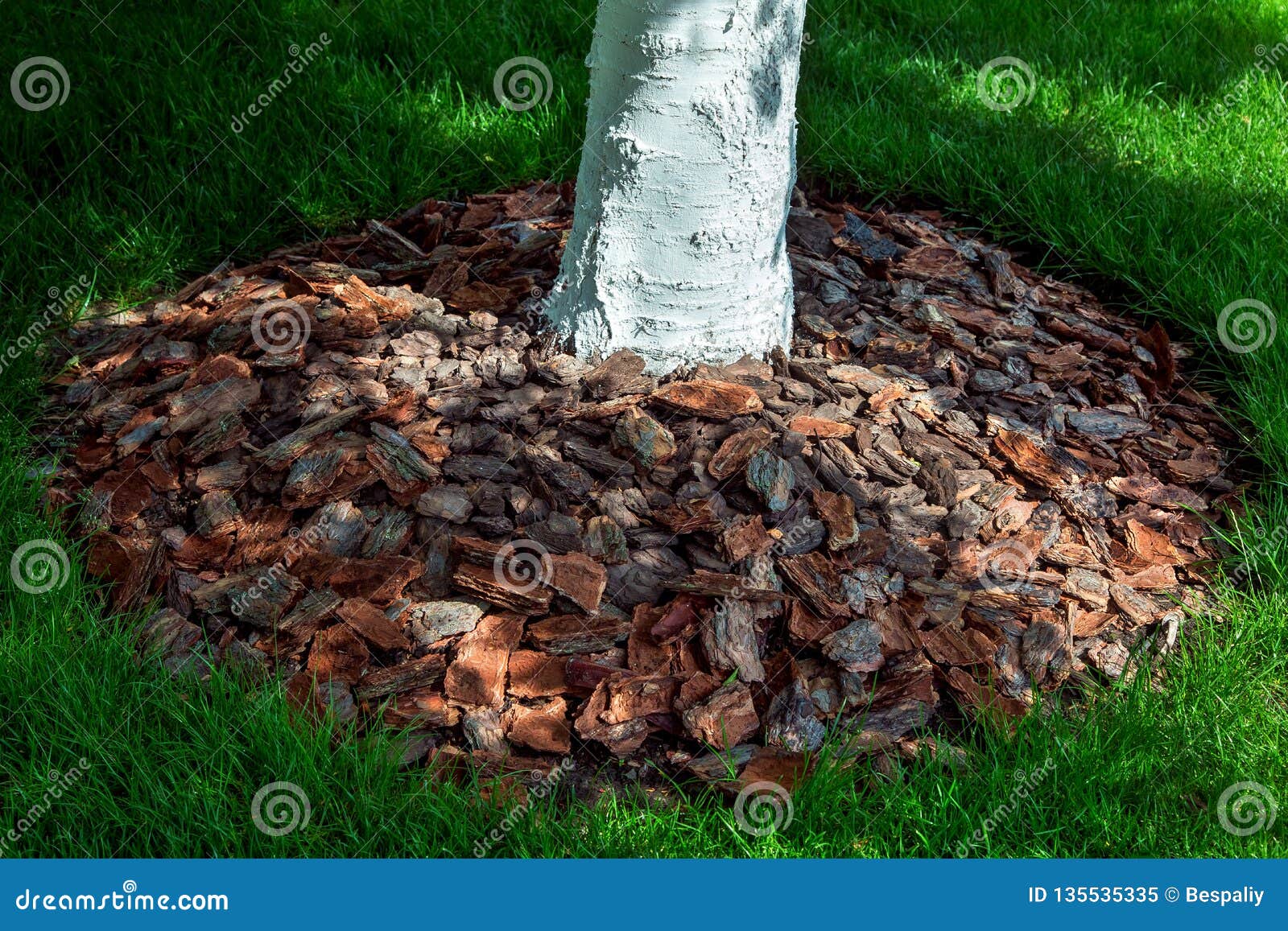 Mulching Tree Bark Around a Whitewashed Tree Trunk. Stock Image - Image ...