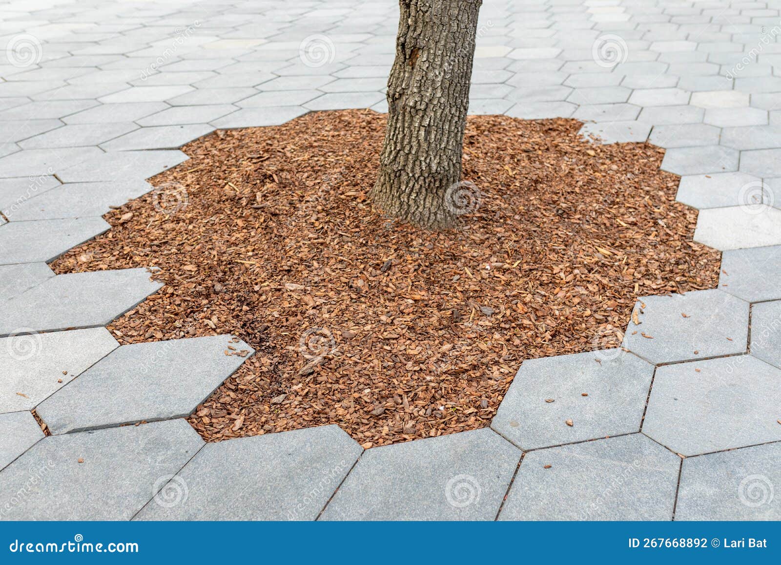 Mulching the Trunk of a Tree with a Bark. Tree Preservation in an Urban ...