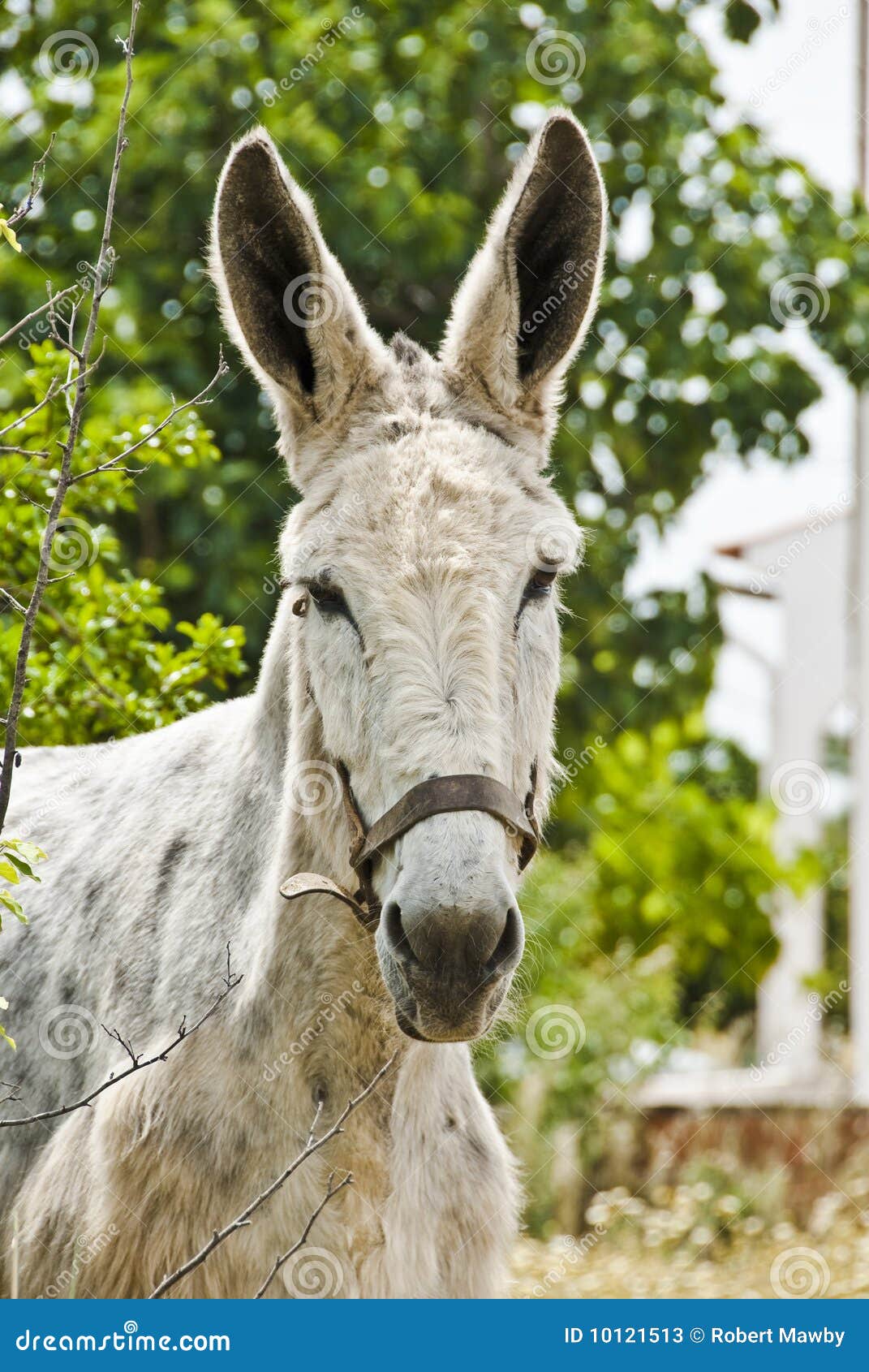 Mule stock image. Image of stubborn, animal, eyes, ears - 10121513