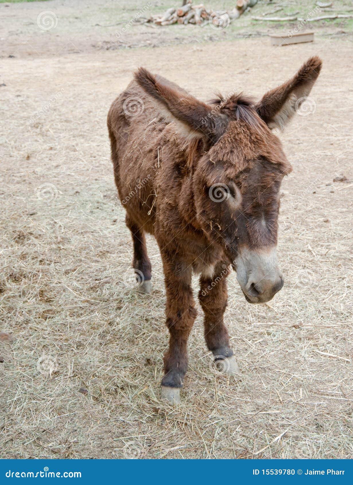 Mule stock photo. Image of mammal, rural, outdoor, domestic - 15539780
