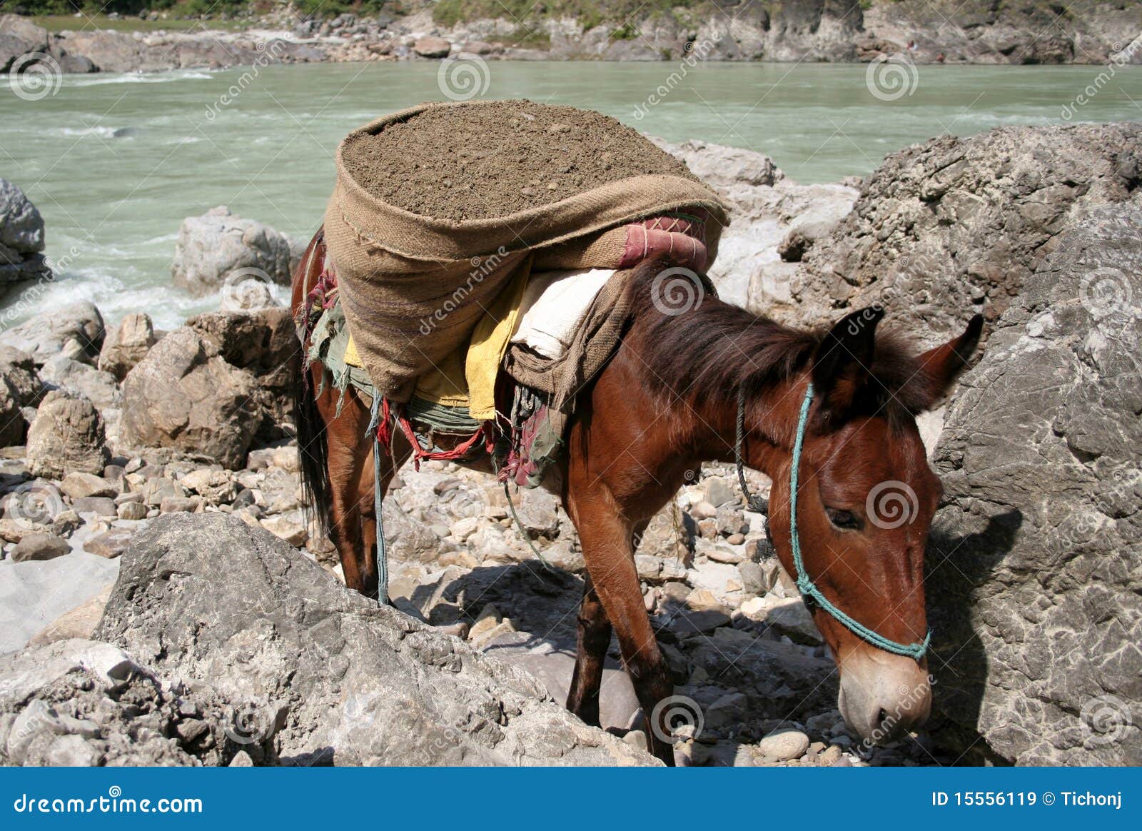 Mule stock image. Image of heavy, mule, mulus, ganges - 15556119