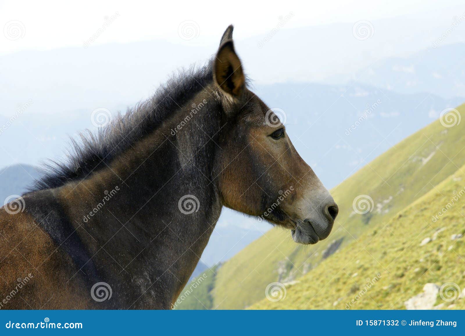 Mule stock photo. Image of stare, mule, brown, mammal - 15871332