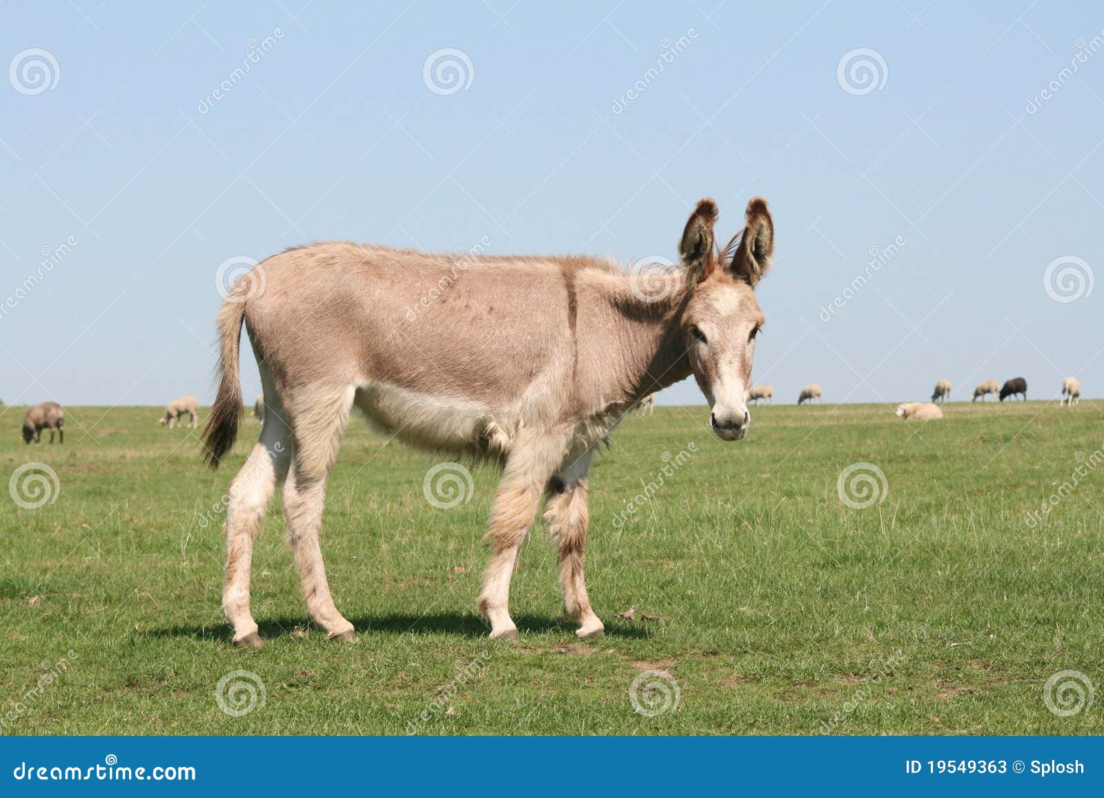 Mule stock image. Image of farm, field, grass, livestock - 19549363