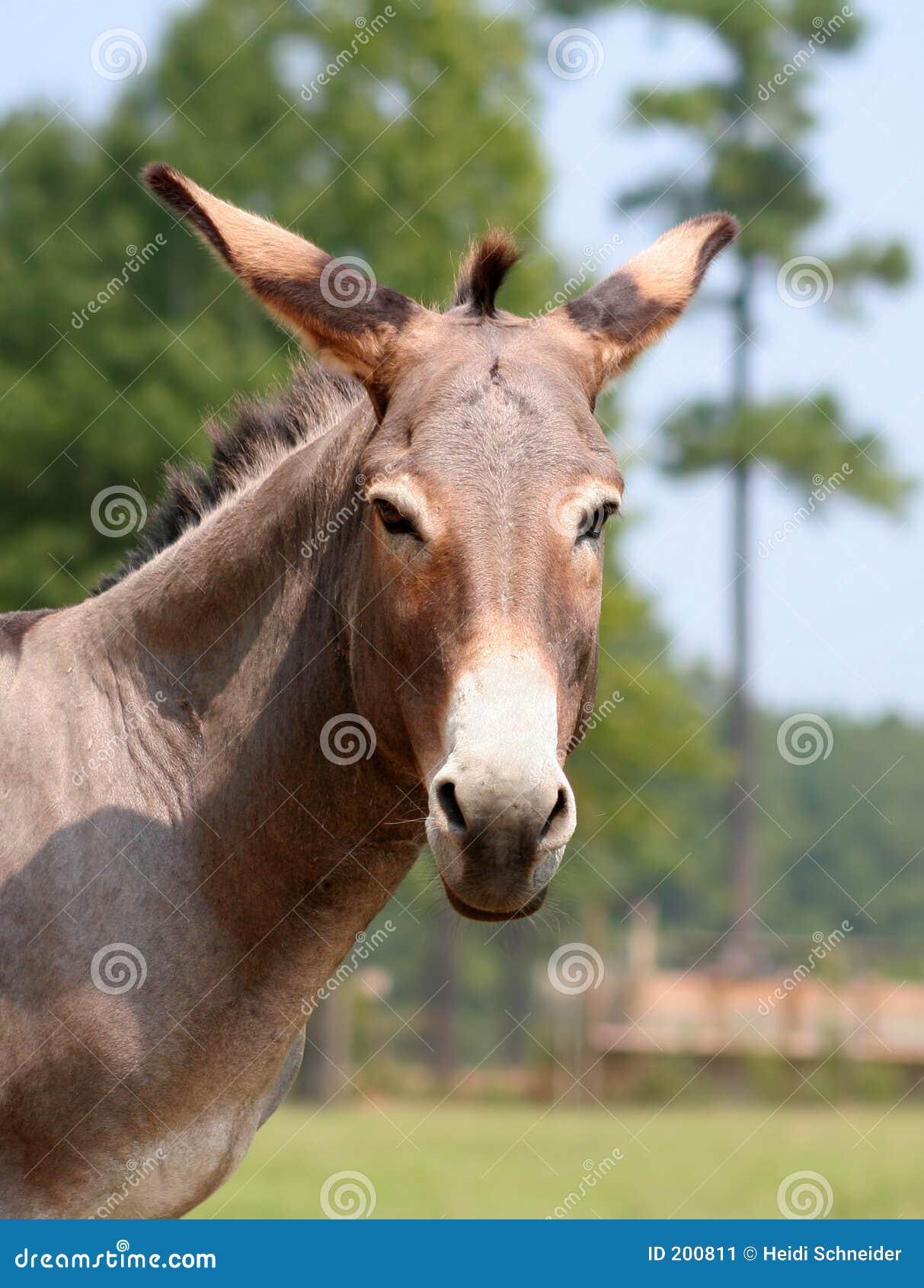 Mule stock image. Image of mule, headed, trees, donkey - 200811