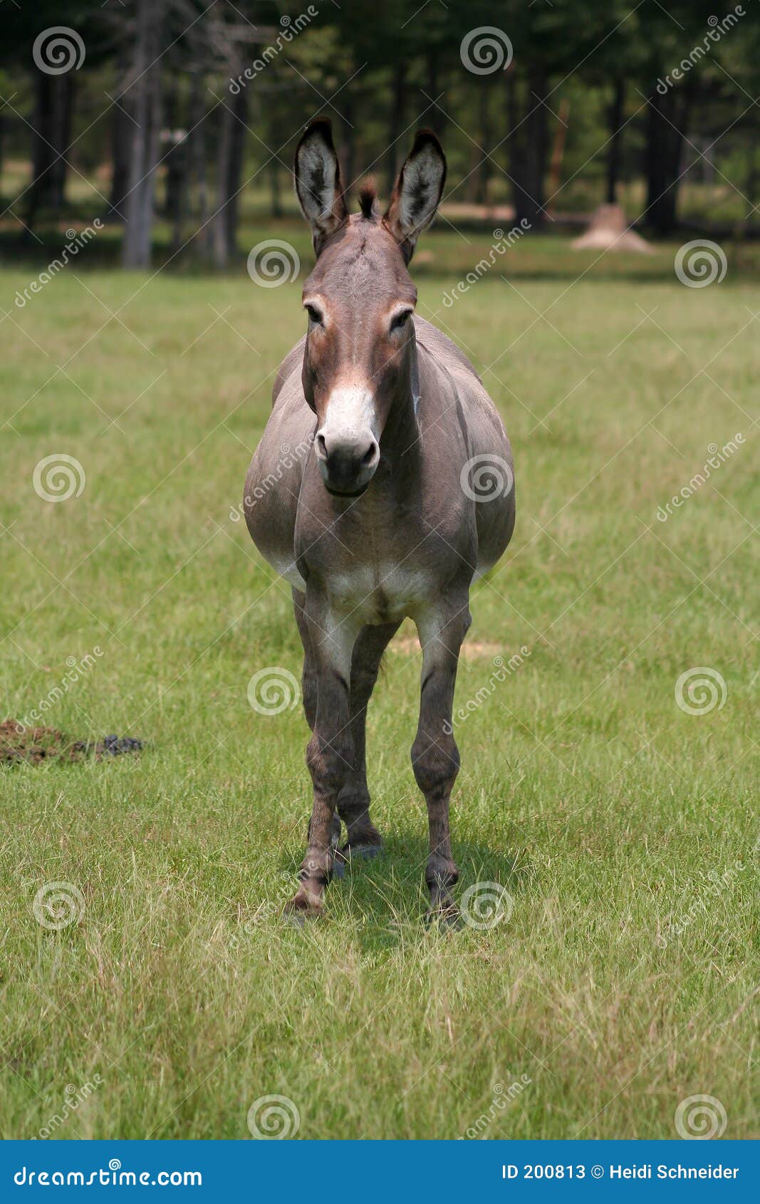Mule stock image. Image of donkey, pack, headed, animal - 200813