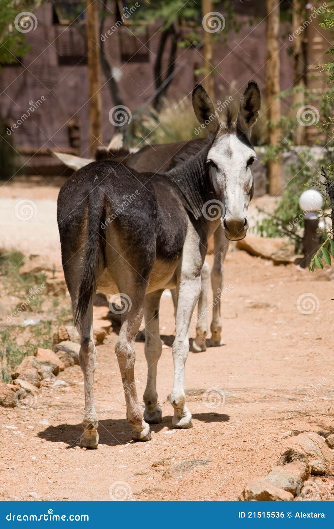 Mule photo stock. Image du projectile, herbe, regarder - 21515536
