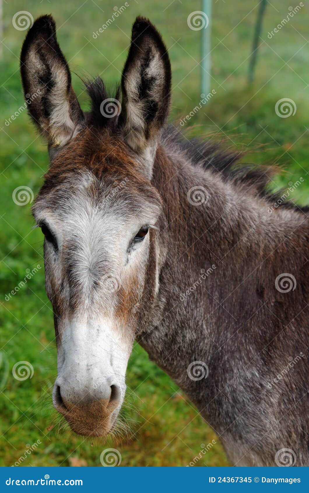 Mule stock image. Image of mule, head, animal, closeup - 24367345