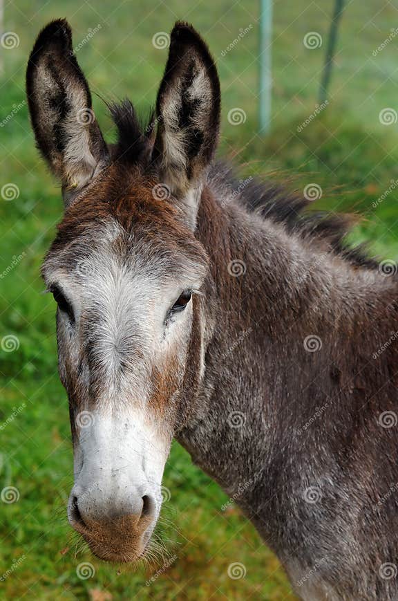 Mule stock image. Image of mule, head, animal, closeup - 24367345