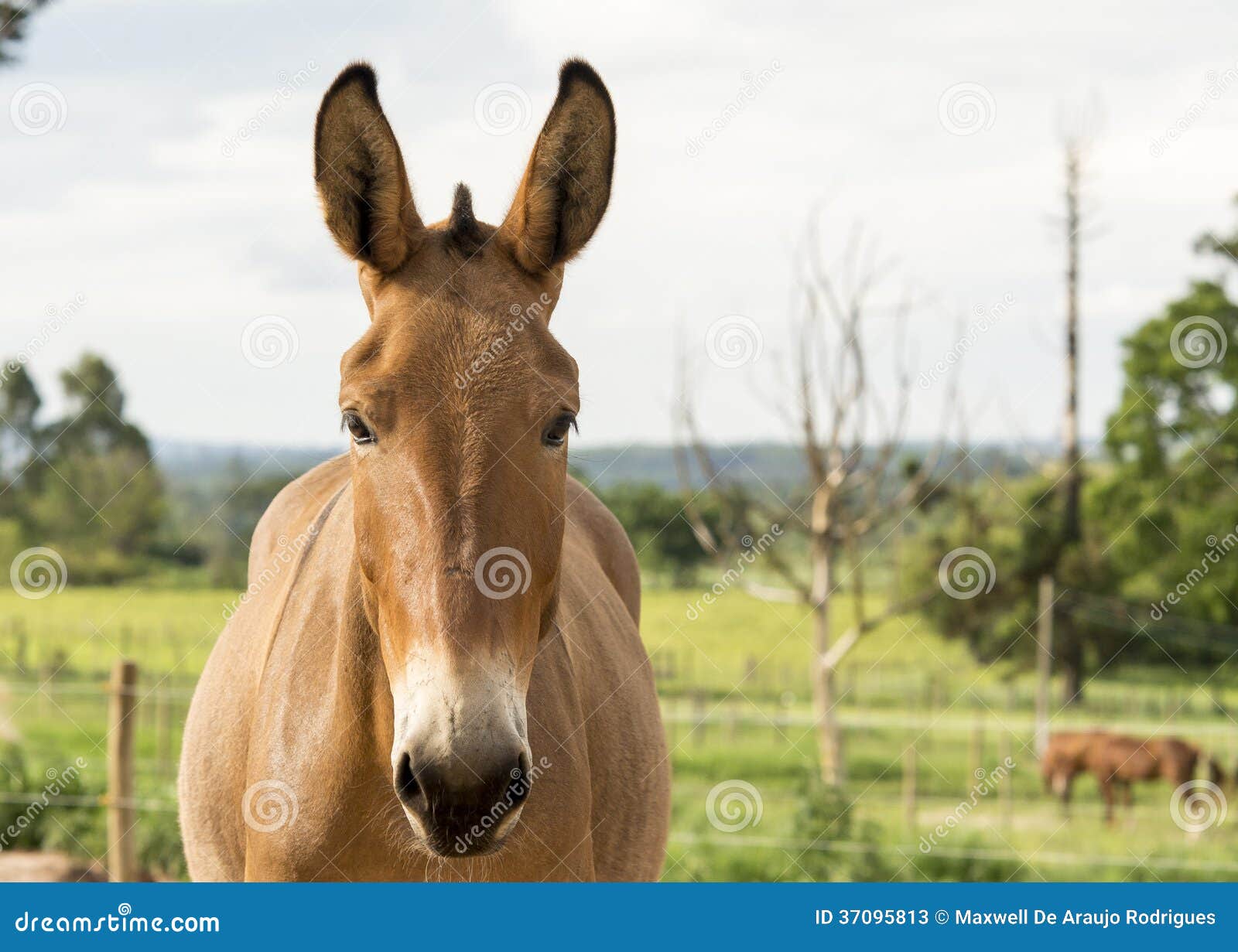 Mule image stock. Image du campagne, pâturage, animal - 37095813