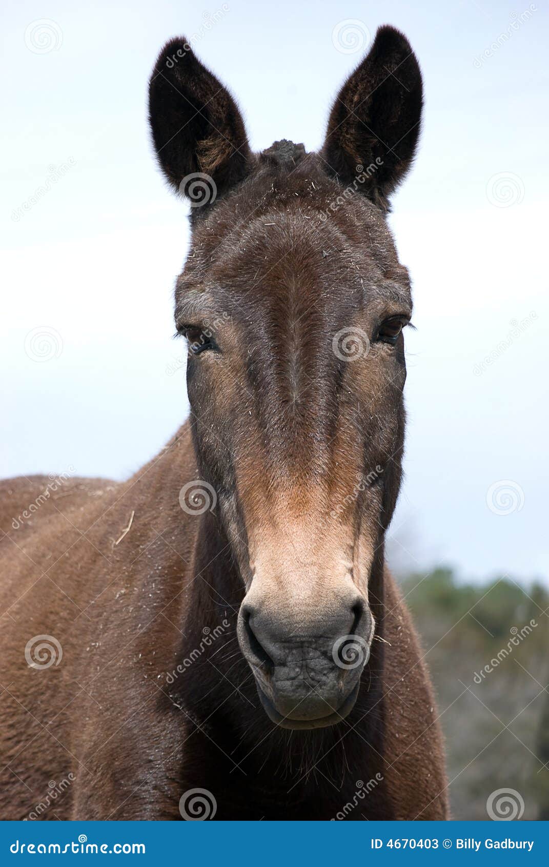Mule stock image. Image of ears, powerful, mule, mammal - 4670403
