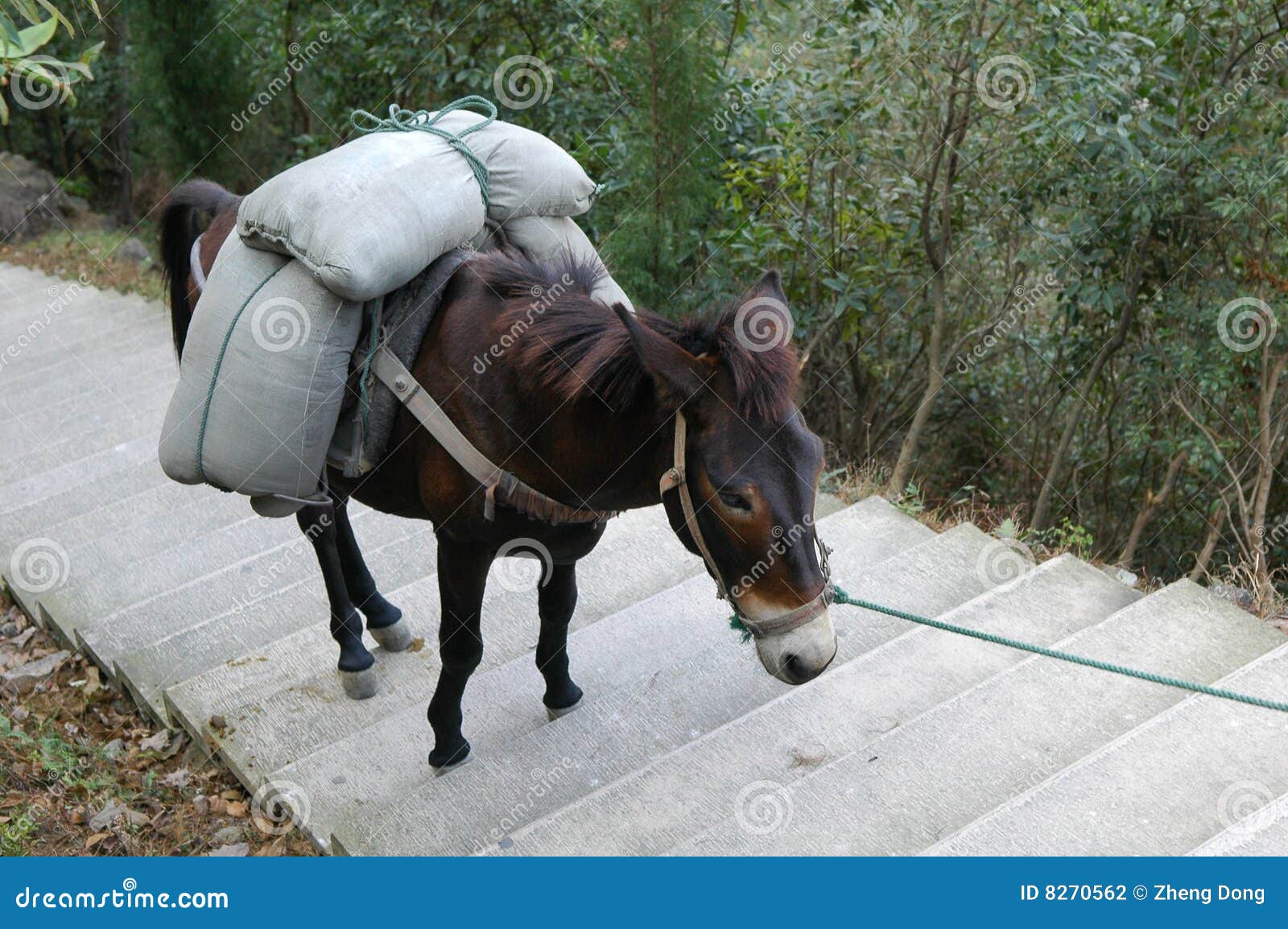 Mule stock photo. Image of mule, transport, carry, countryside - 8270562
