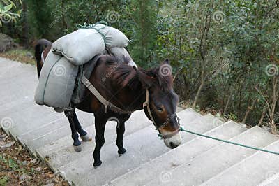 Mule stock photo. Image of mule, transport, carry, countryside - 8270562