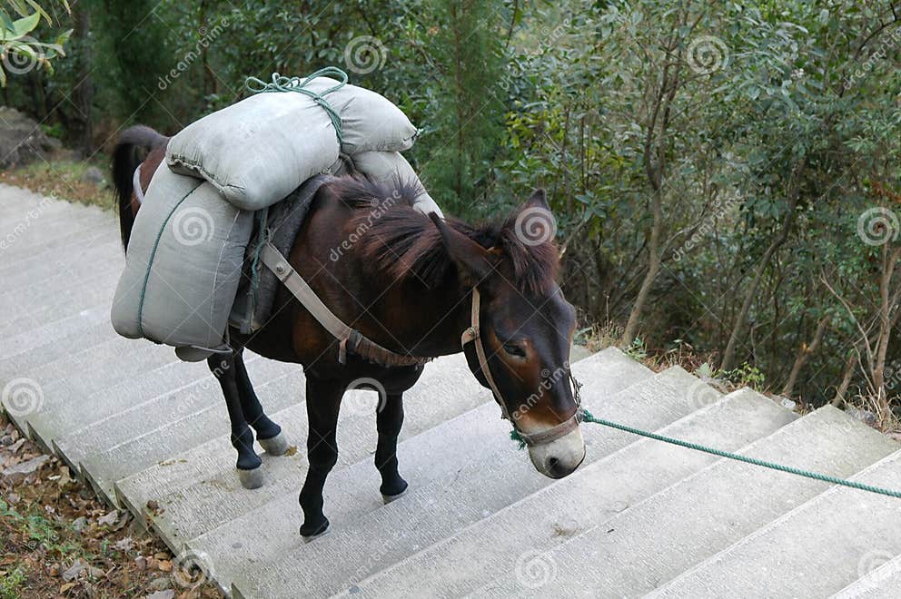 Mule stock photo. Image of mule, transport, carry, countryside - 8270562