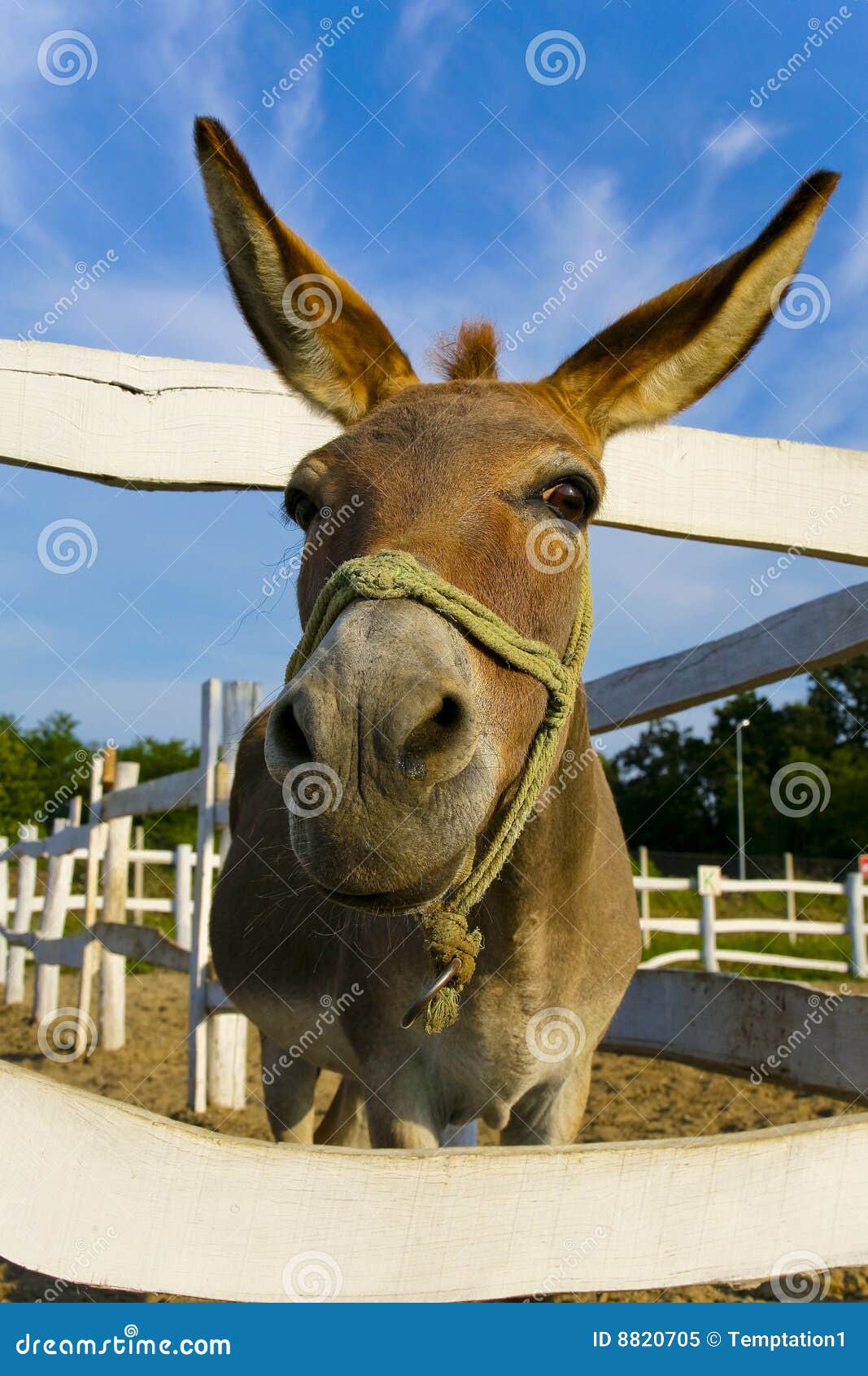 Mule Jokes