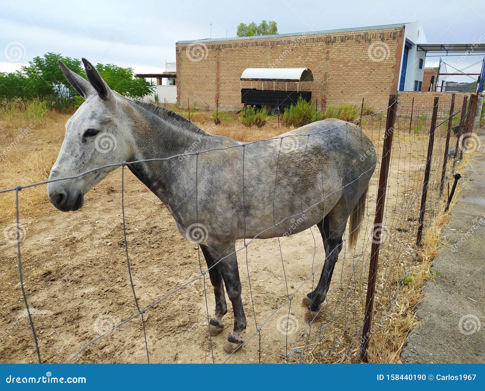 Mule stock photo. Image of animal, donkey, farm, mule - 158440190