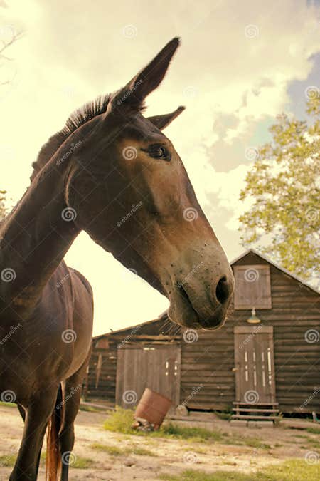 Mule and barn stock photo. Image of field, farm, rural - 31157240