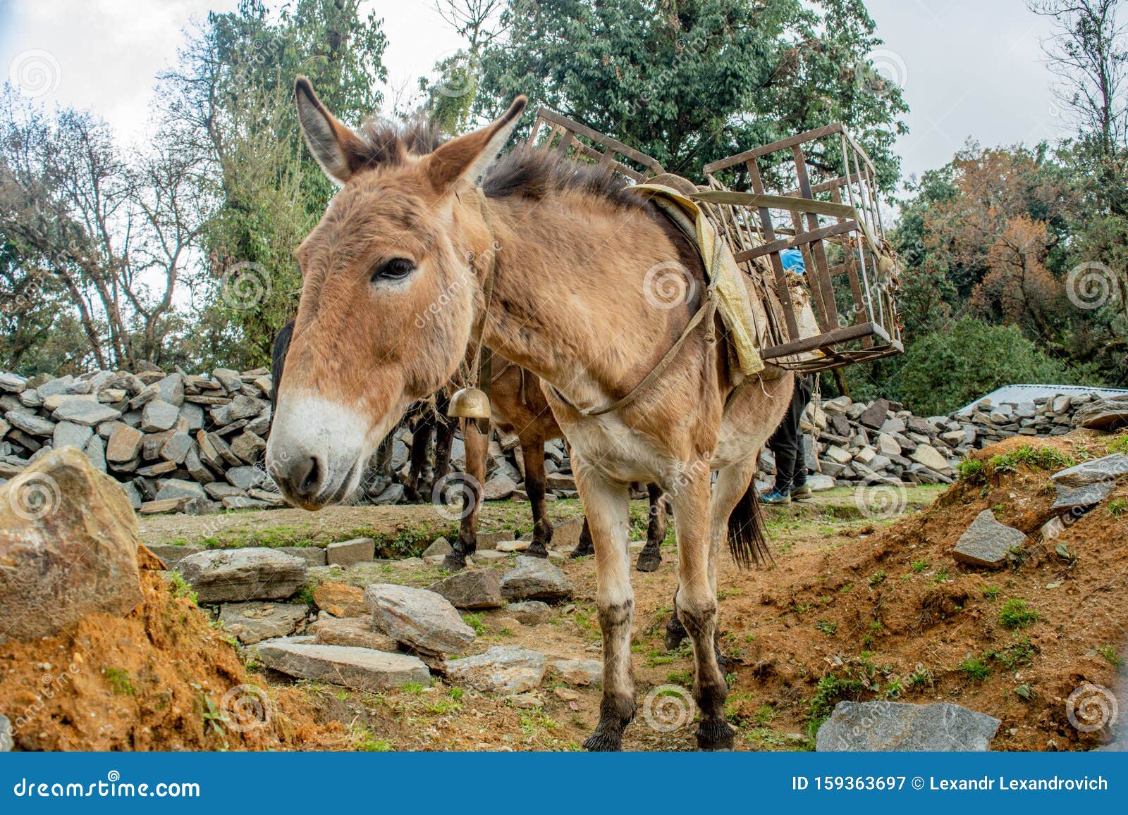 Mule with Baskets on the Back Stock Image - Image of adventure, crag ...