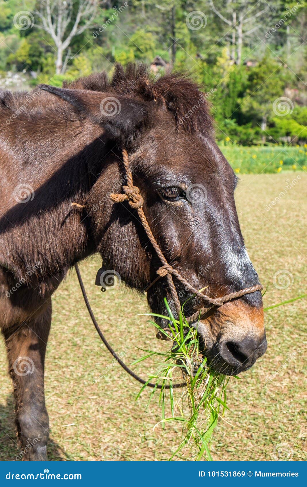 Mule brown chewing grass stock image. Image of foal - 101531869