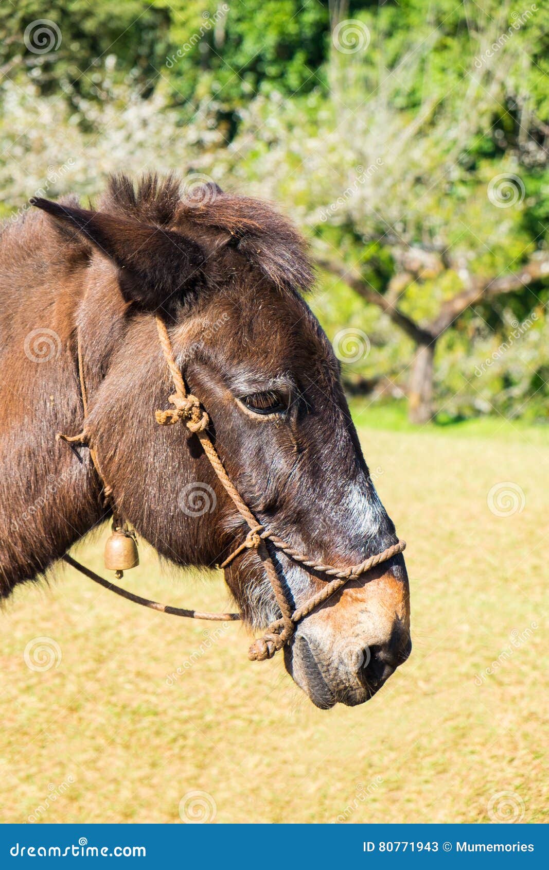 Mule Brown Graze Side Angle Stock Image - Image of chinese, cute: 80771943