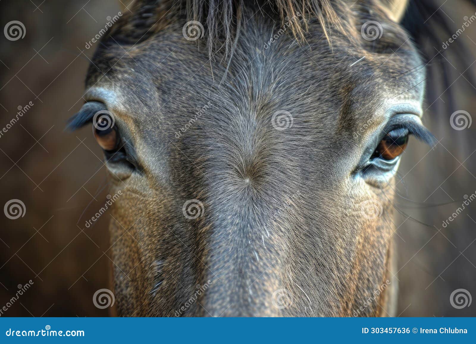 Mule close up portrait stock illustration. Illustration of mule - 303457636