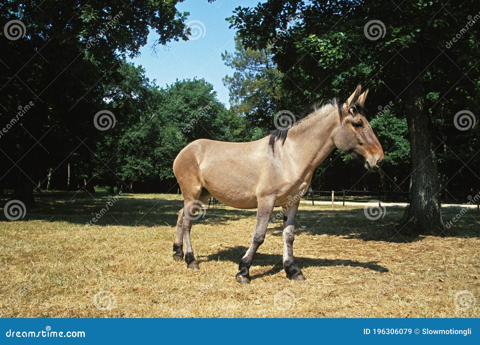 Mule, Cruz De Burro Macho Y Caballo Hembra Imagen de archivo - Imagen ...